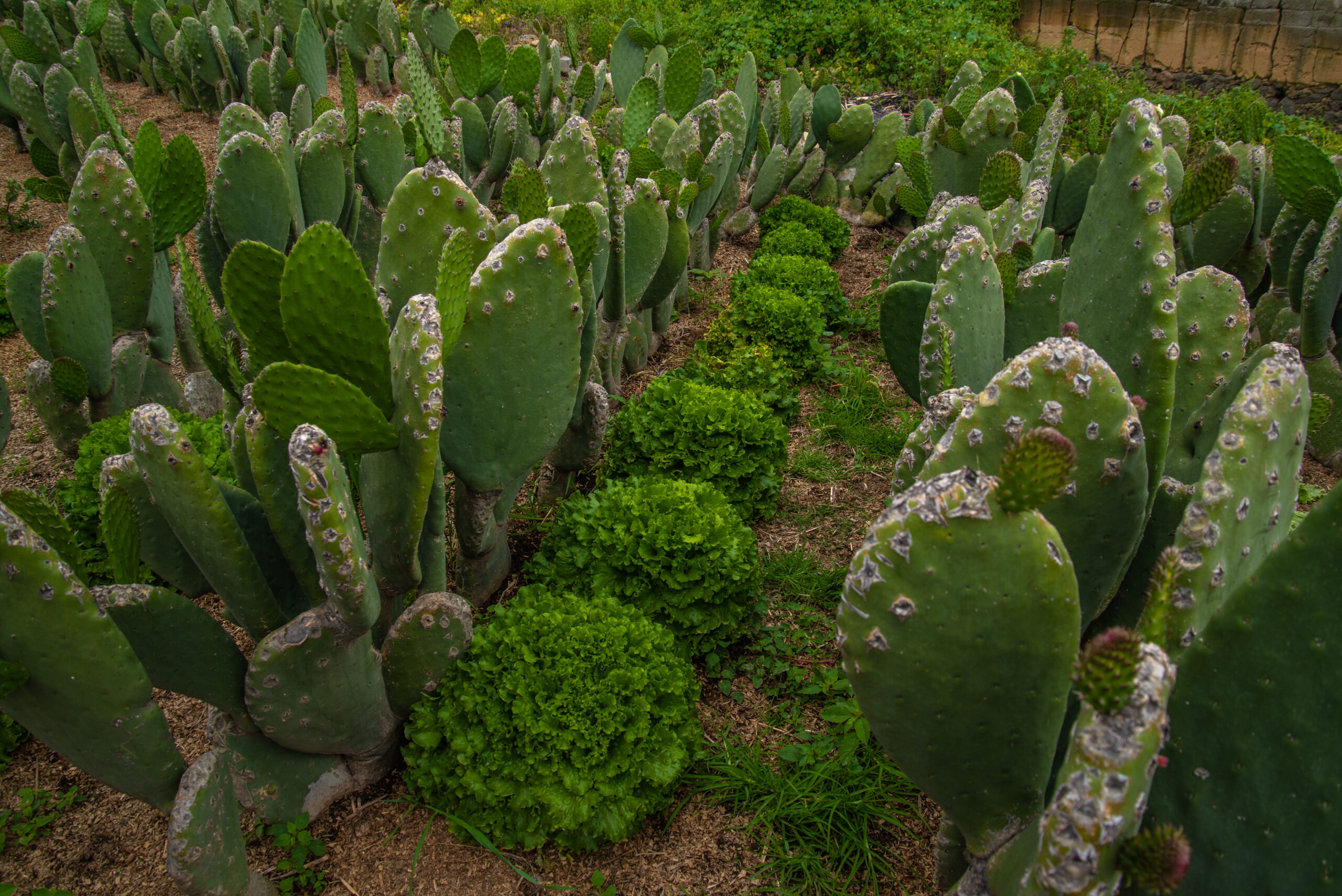 Establecerán viveros de nopal forrajero - Prensa Animal