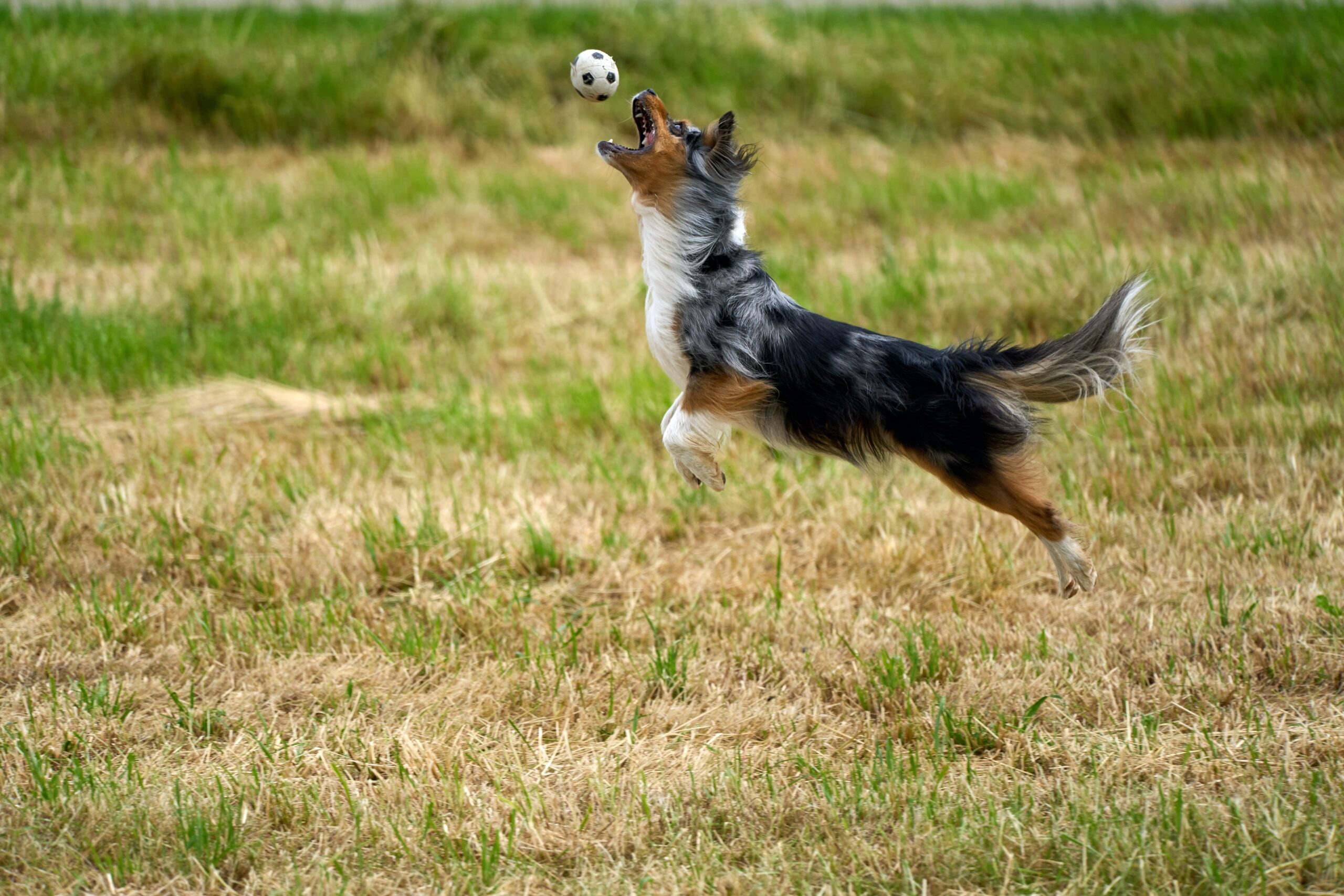 Similitudes entre el fútbol y nuestros perros - Prensa Animal