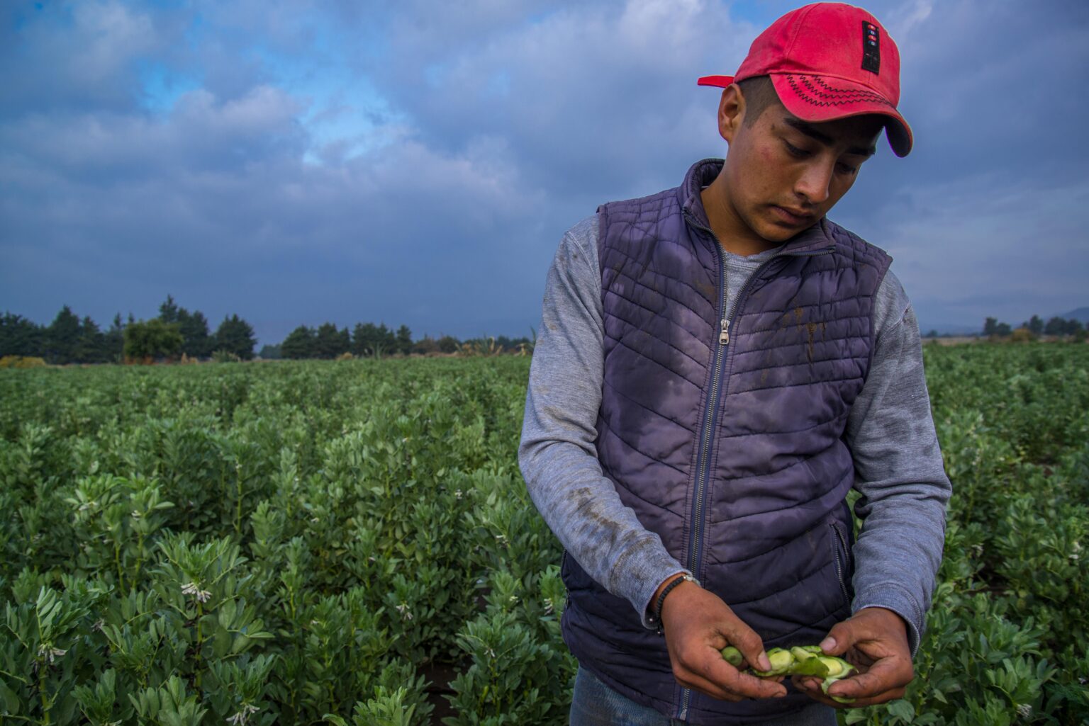 Detonan productividad agrícola en Lago de Texcoco - Prensa Animal