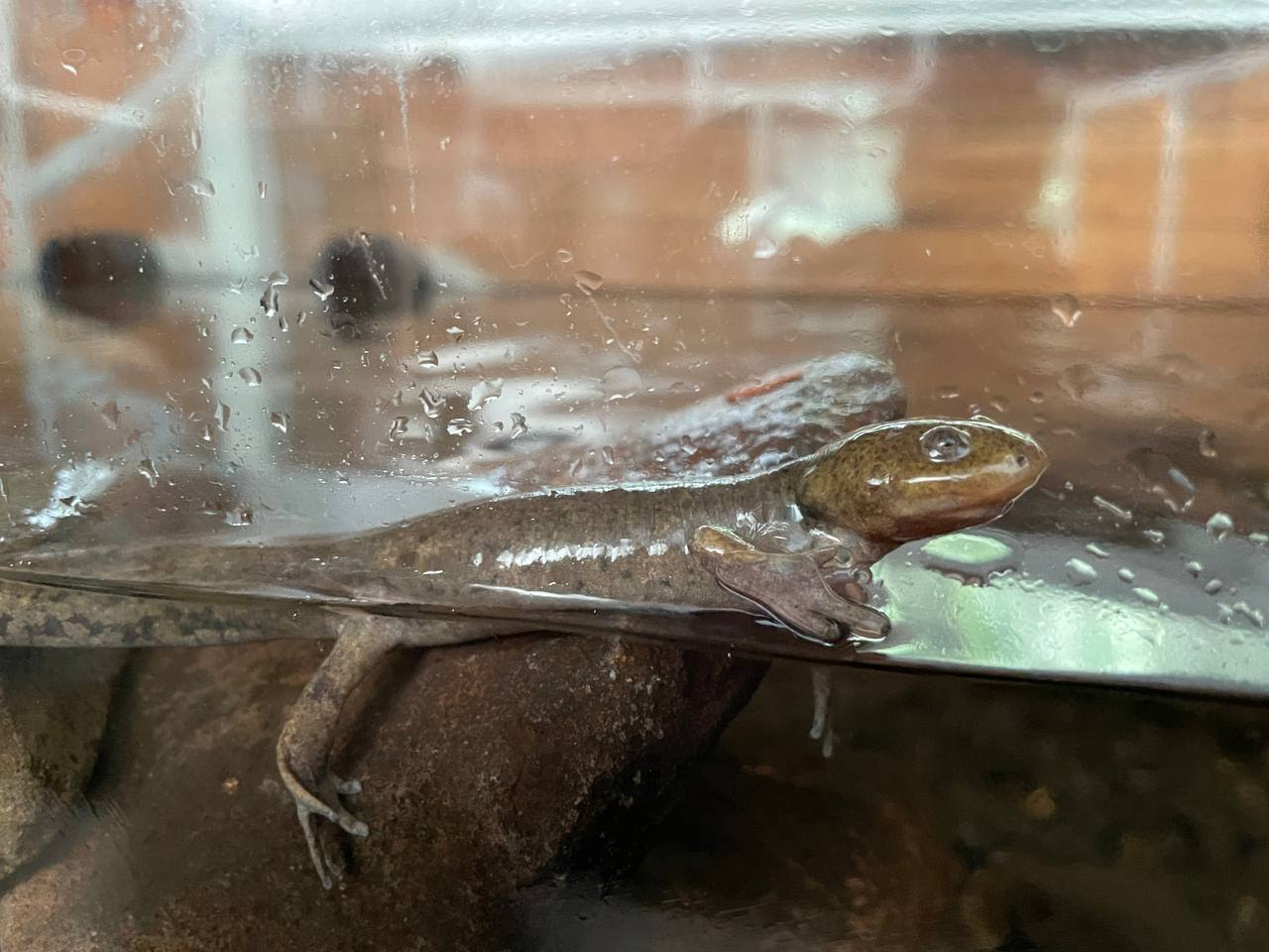 Inauguran primera UMA de ajolote de montaña en CDMX - Prensa Animal