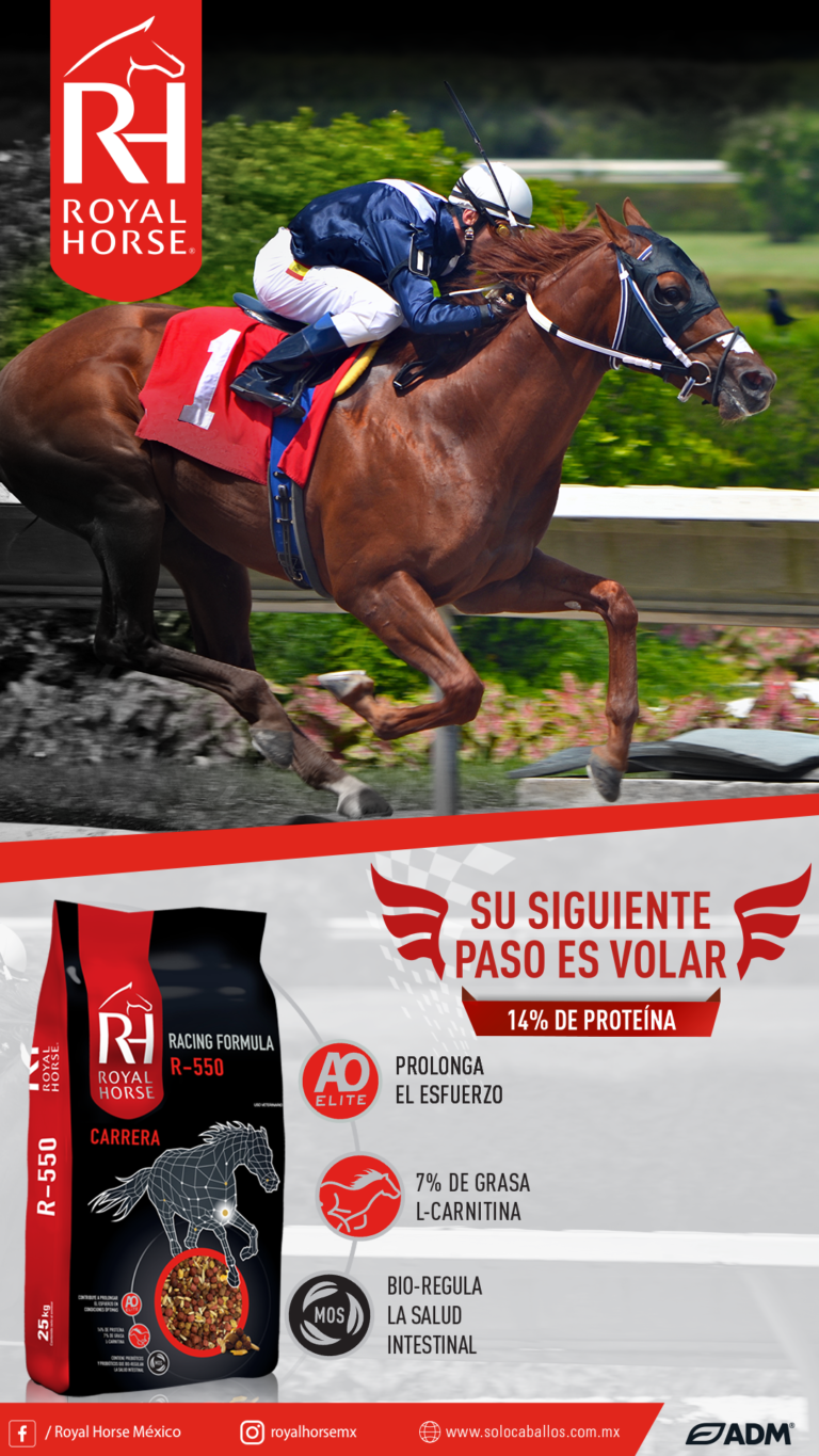 Lanzan alimento con fórmula especial para caballos - Prensa Animal