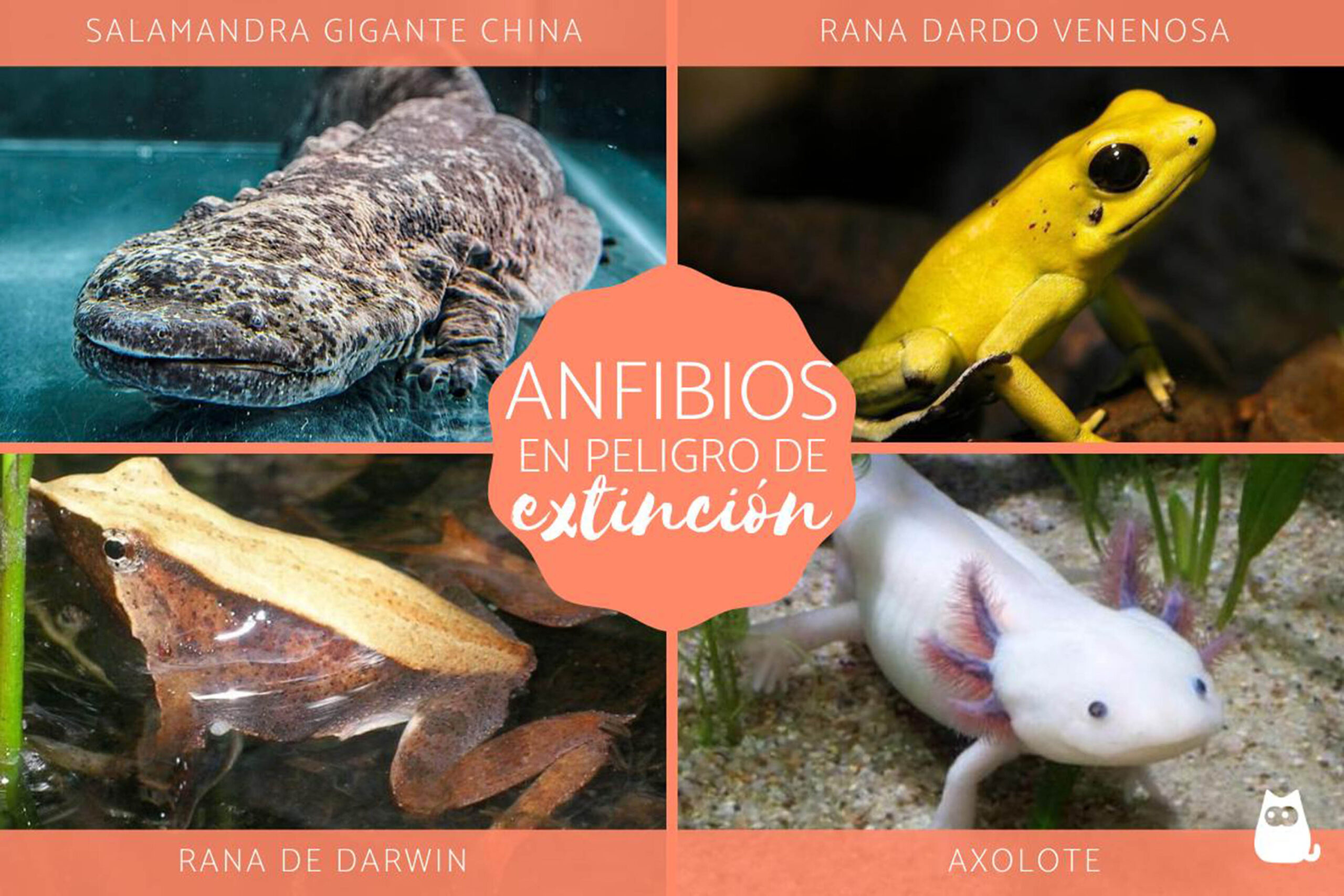 Hay afectación de anfibios por fragmentación de hábitats - Prensa Animal