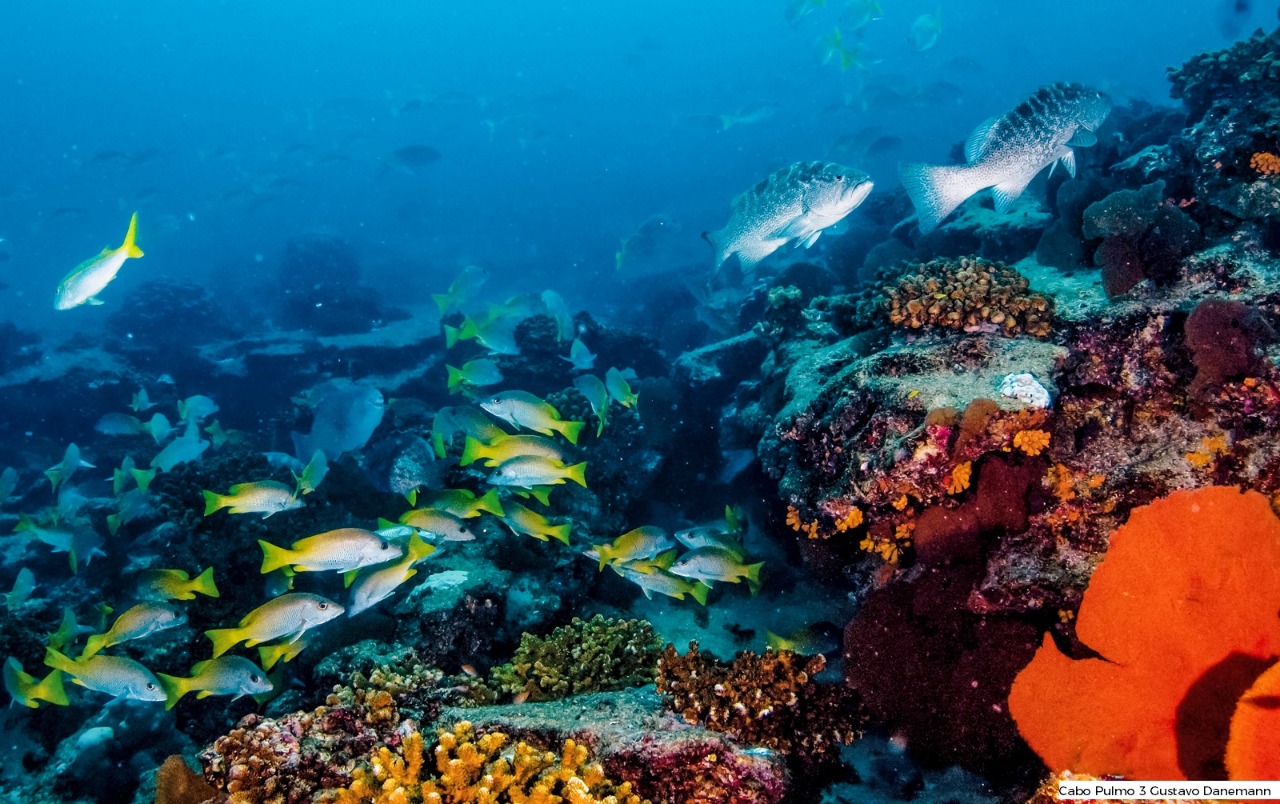 Ingresan tres ANP federales a la Lista Verde de la UICN - Prensa Animal