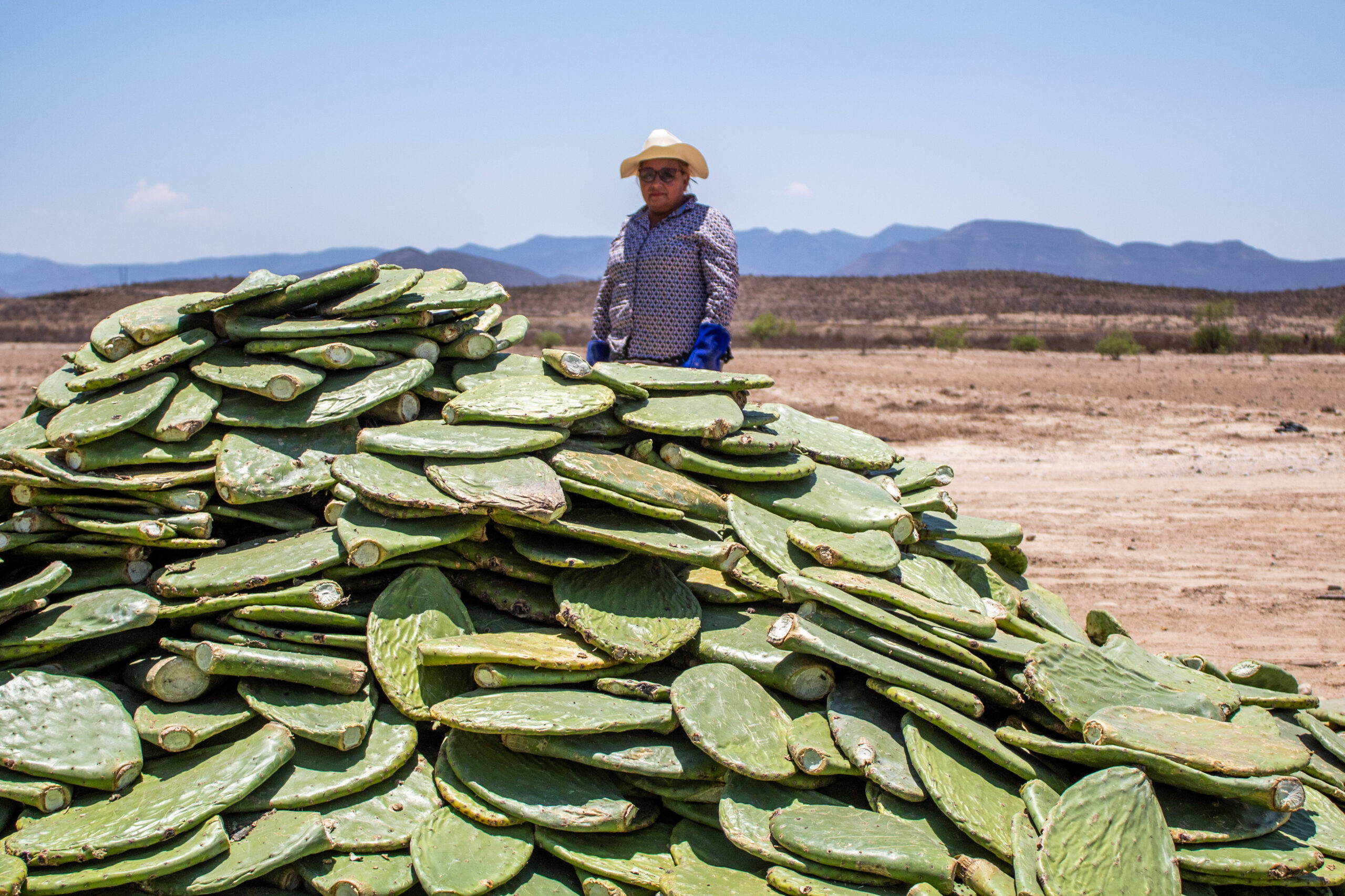 Establecerán viveros de nopal sin espinas - Prensa Animal