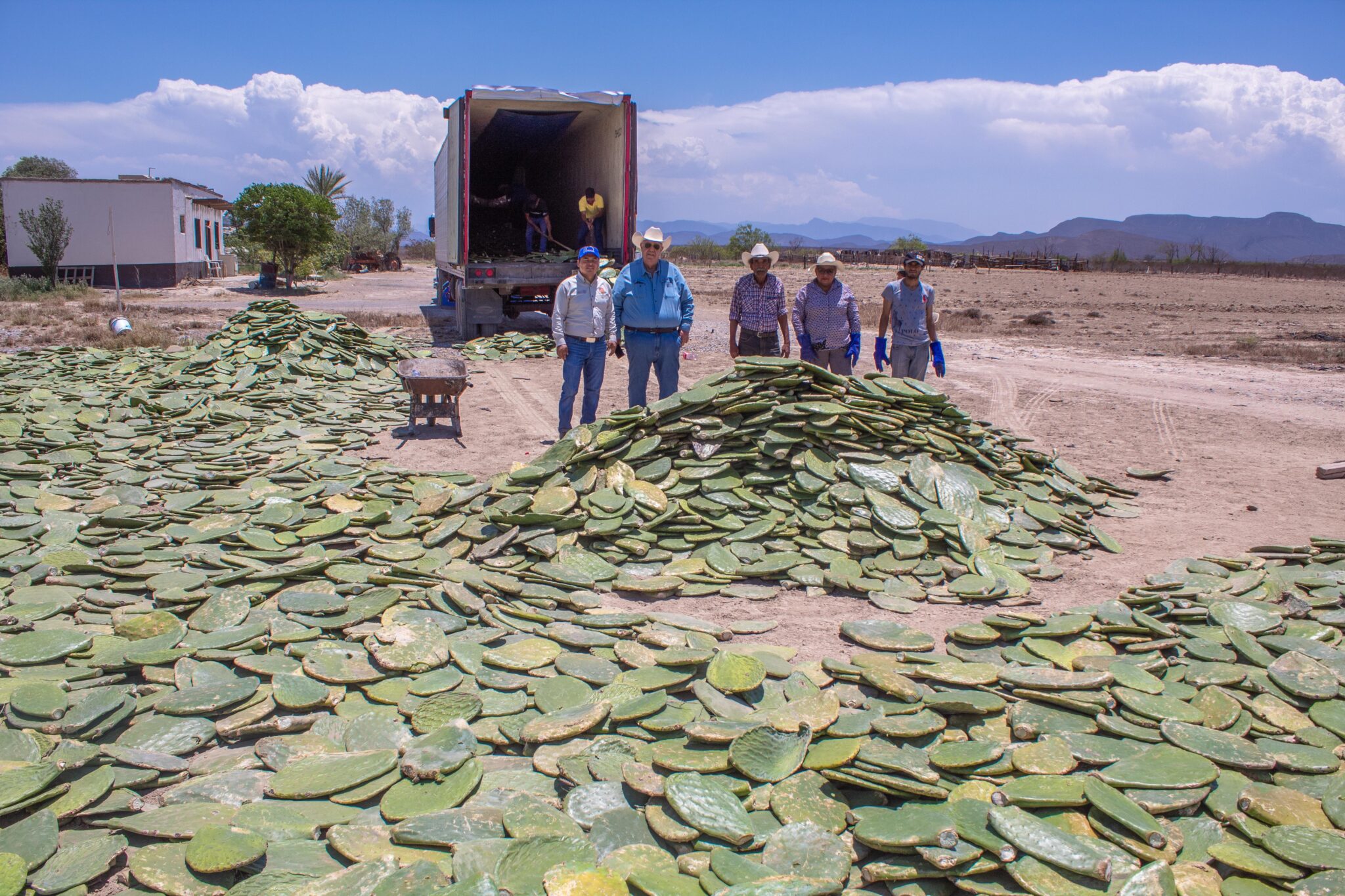Establecerán viveros de nopal sin espinas - Prensa Animal