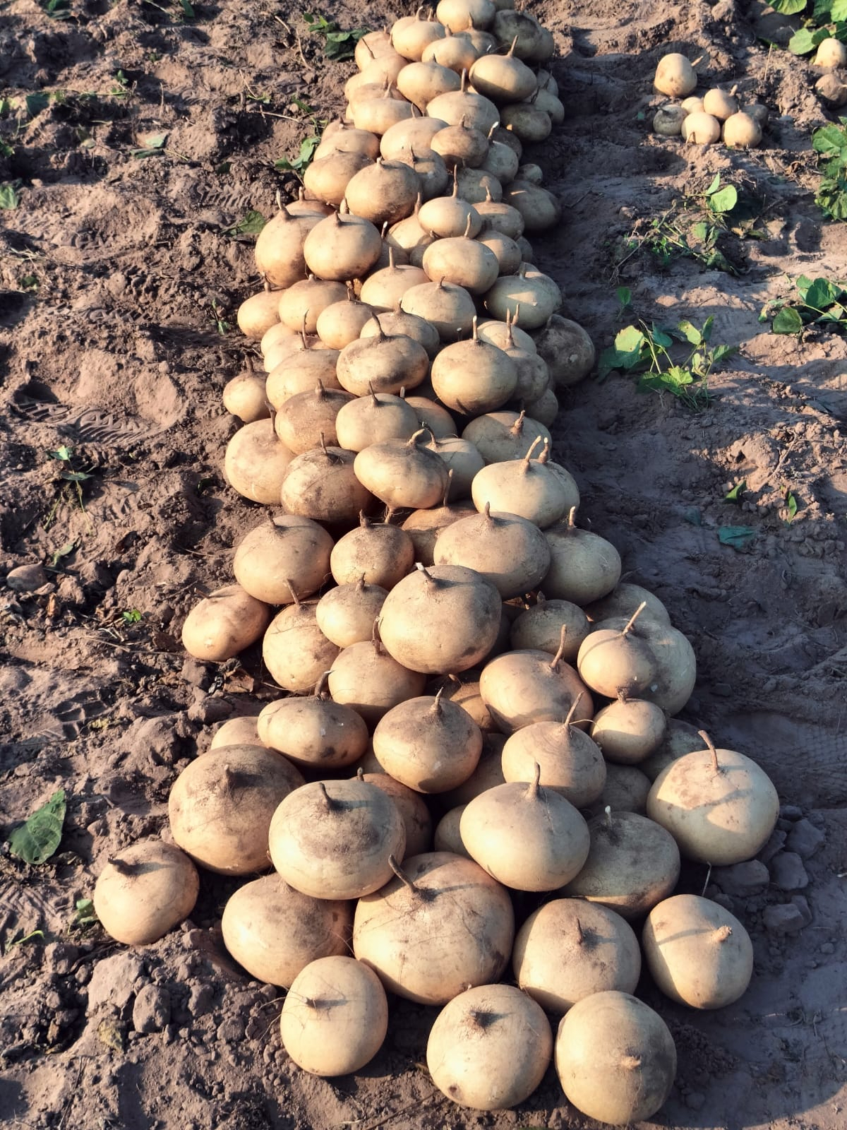 Buenas perspectivas para cosecha de jícama en Veracruz - Prensa Animal