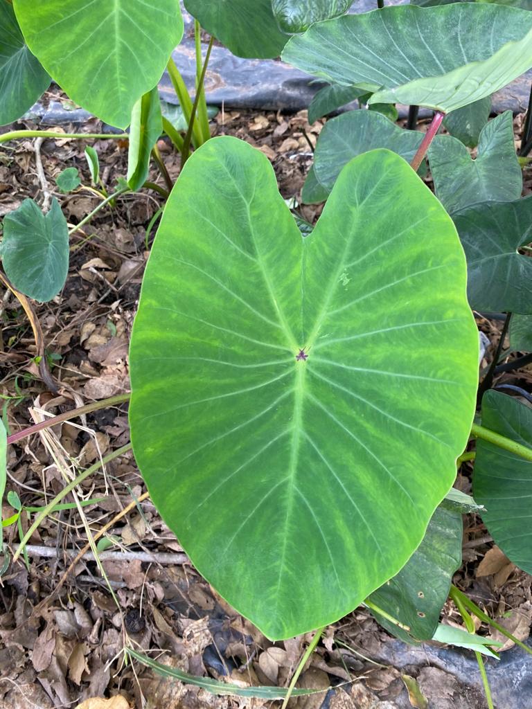 Cultivo de malanga en beneficio de productores - Prensa Animal