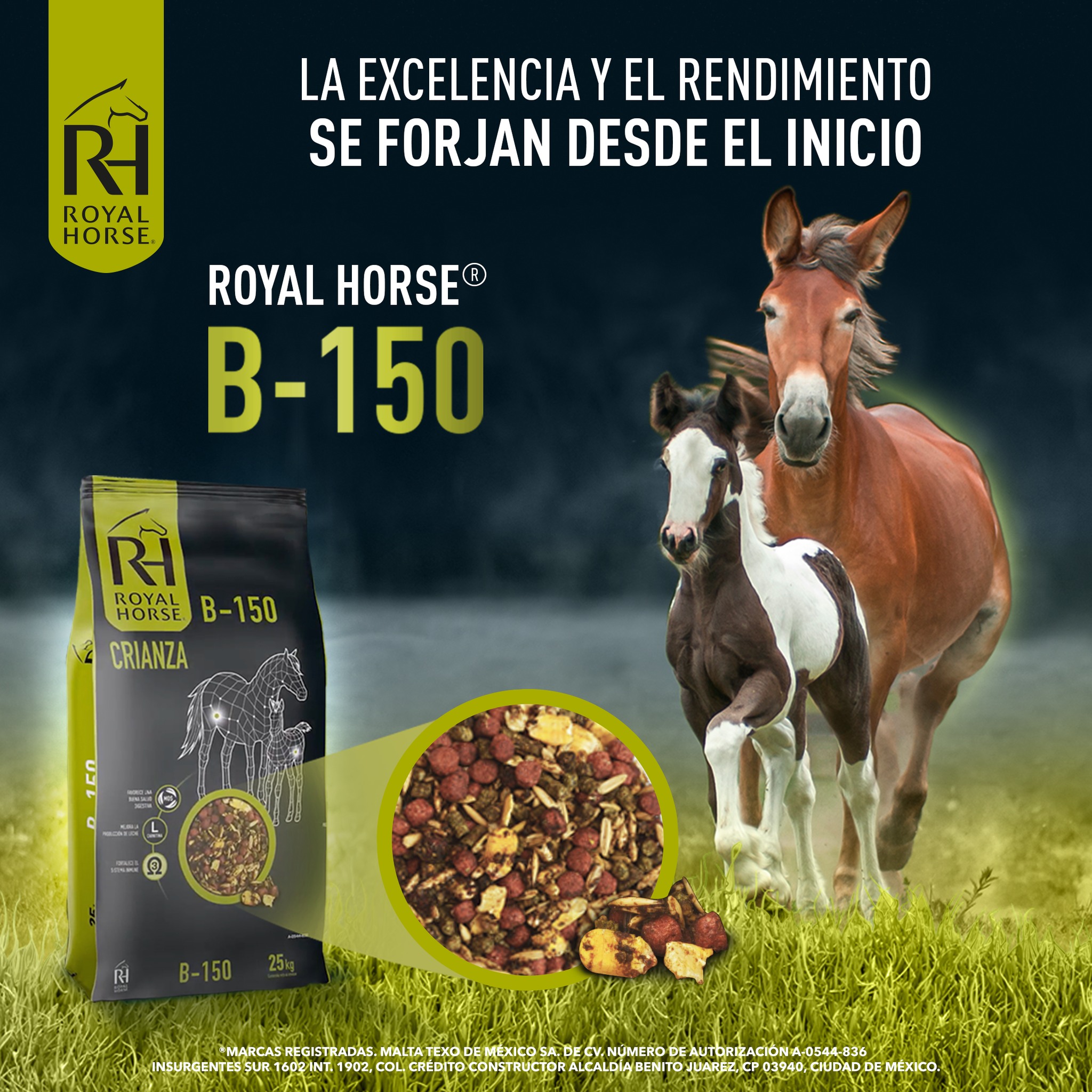 ¿Cómo alimentar a los potros después del destete? - Prensa Animal