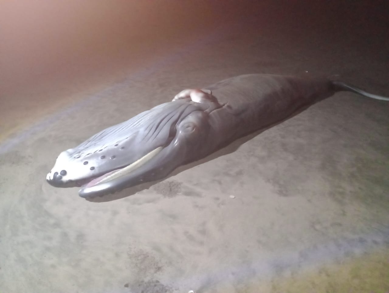 Atienden varamiento de ballena jorobada en Acapulco - Prensa Animal