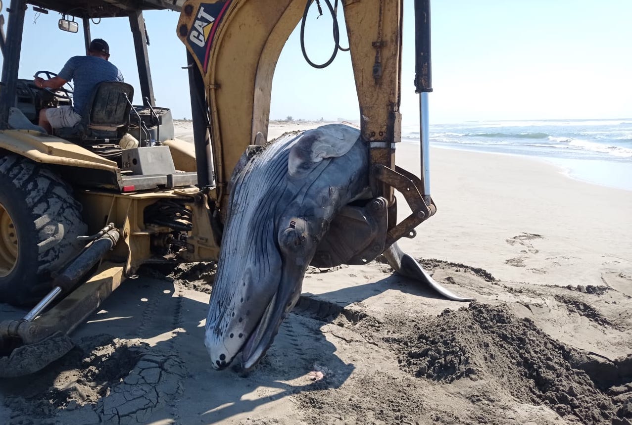 Atienden varamiento de ballena jorobada en Acapulco - Prensa Animal