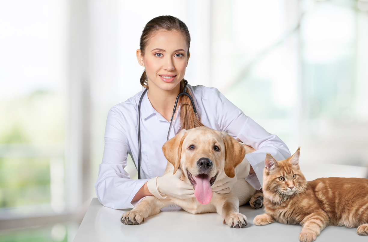 Esterilización de perros y gatos: acto de responsabilidad - Prensa Animal