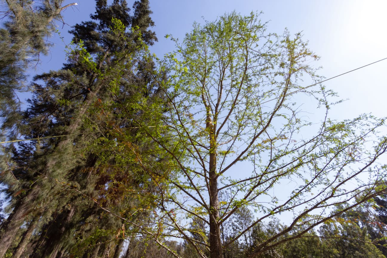 Recomiendan expertos reubicar ahuehuete - Prensa Animal