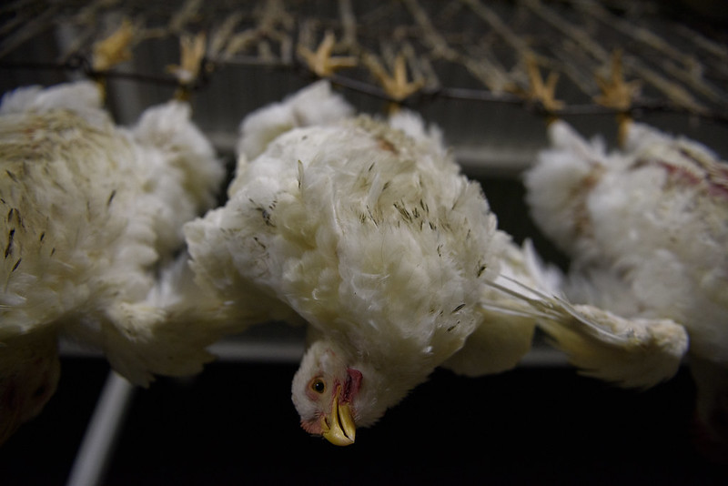 En México: pollos son matados a los 42 días de nacidos - Prensa Animal