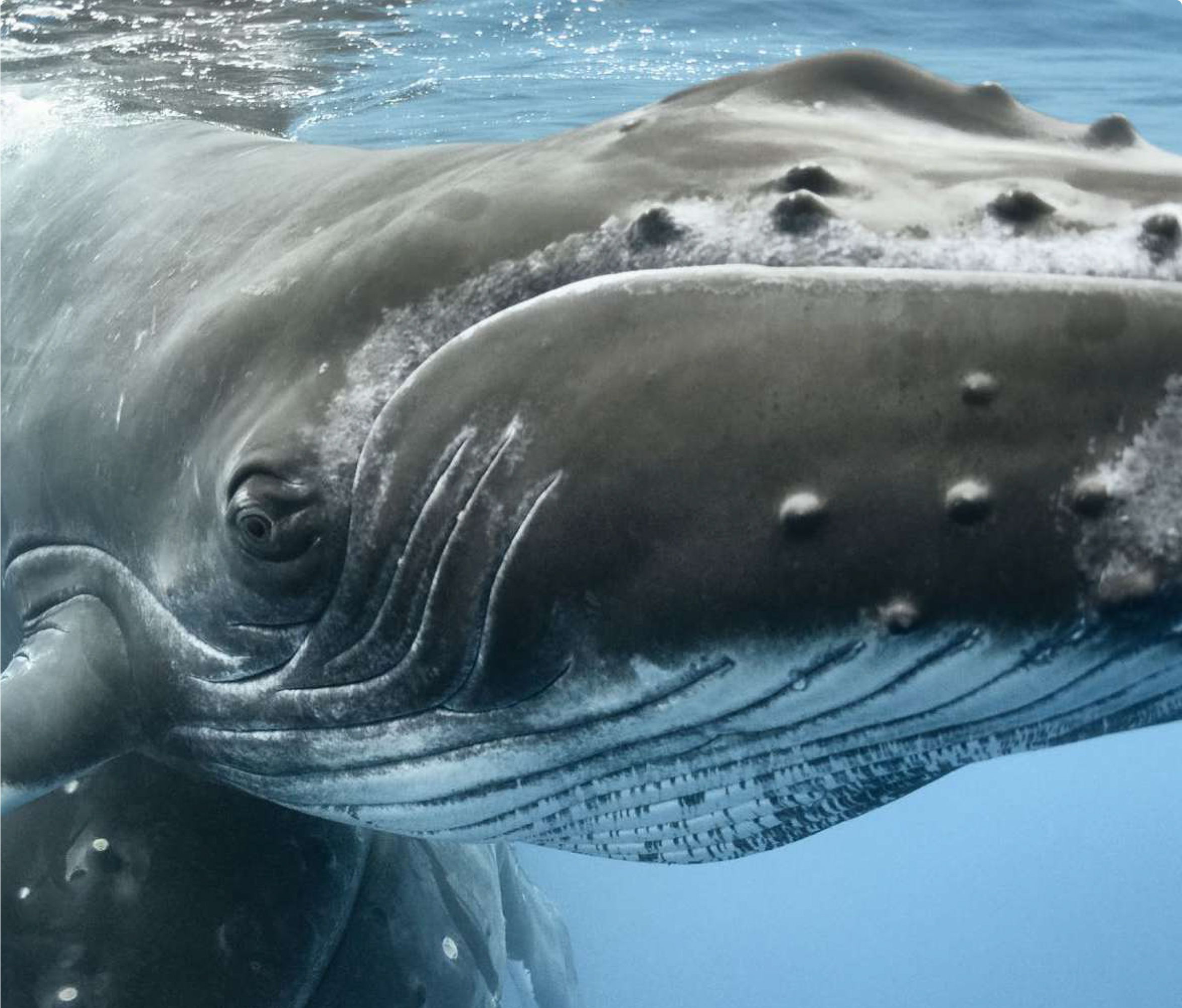 Océano Pacífico Oriental: requiere protección urgente - Prensa Animal