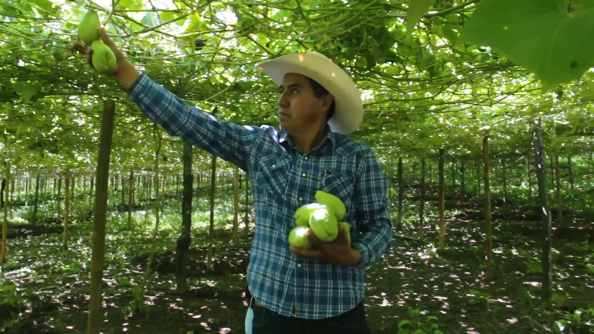 Ofrece cultivo de chayote alternativa sustentable - Prensa Animal