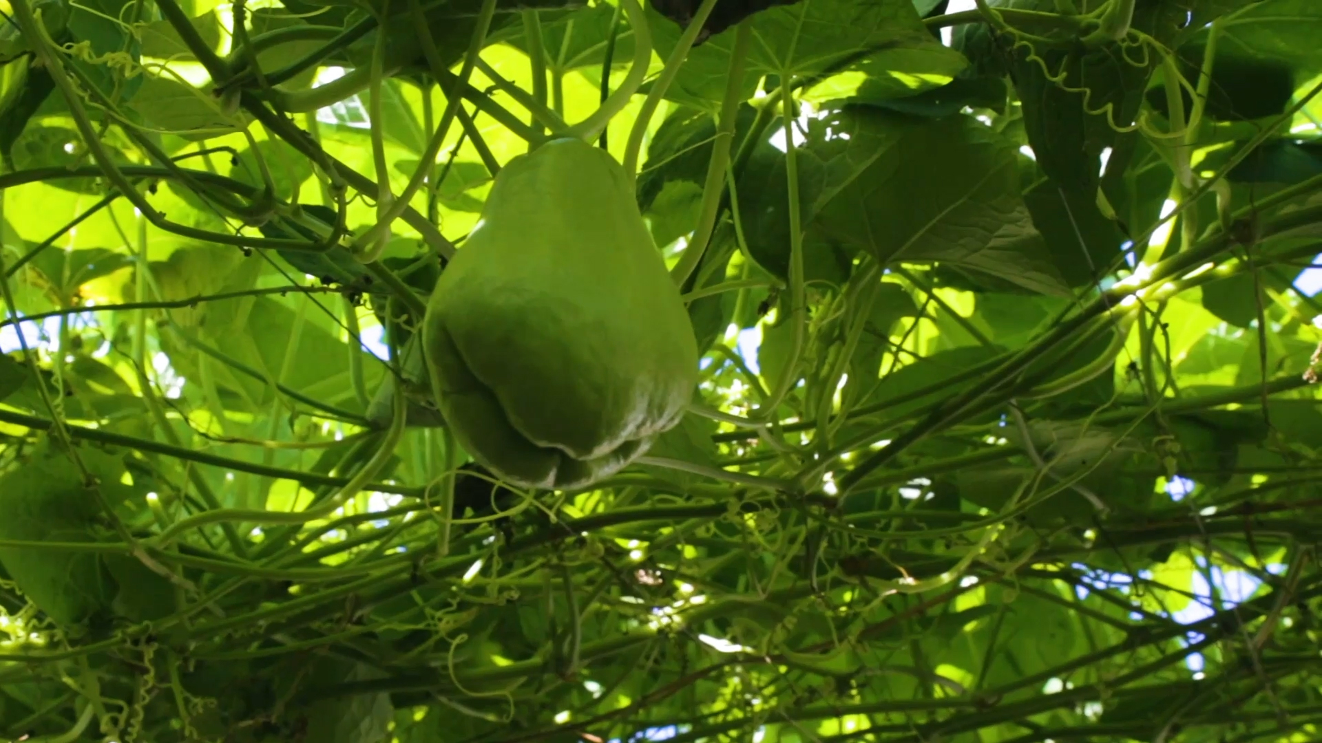 Ofrece cultivo de chayote alternativa sustentable - Prensa Animal