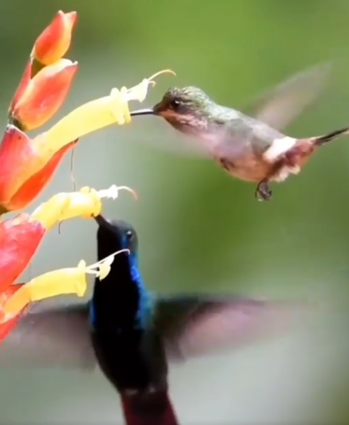 Cómo ayudar a los colibríes de las ciudades - Prensa Animal