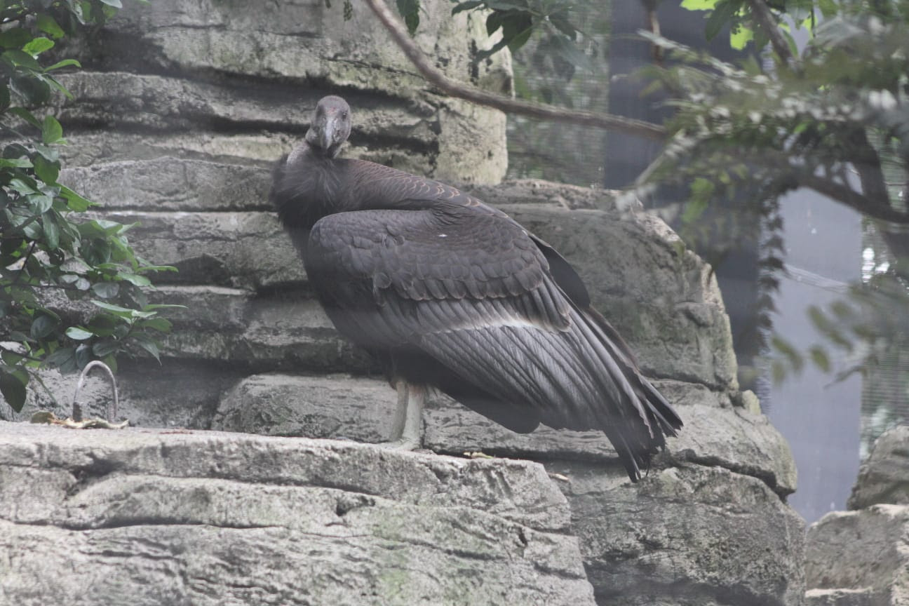 Se reintroducirán a la vida silvestre dos crías de cóndores - Prensa Animal