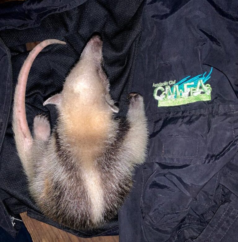 Oso hormiguero rescatado crece sano gracias a donación - Prensa Animal