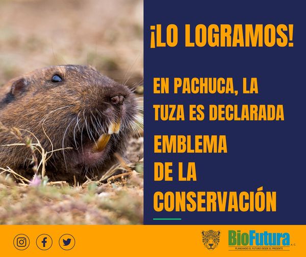La tuza es Patrimonio Biocultural de Pachuca - Prensa Animal