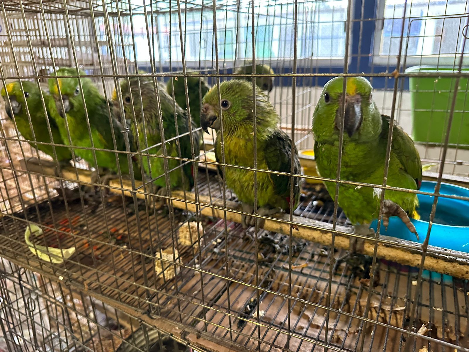 Rehabilitarán mil 500 aves rescatadas en la CDMX - Prensa Animal