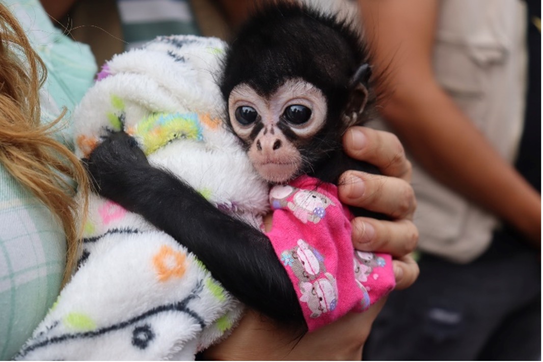 Asegura Profepa cría de mono araña - Prensa Animal