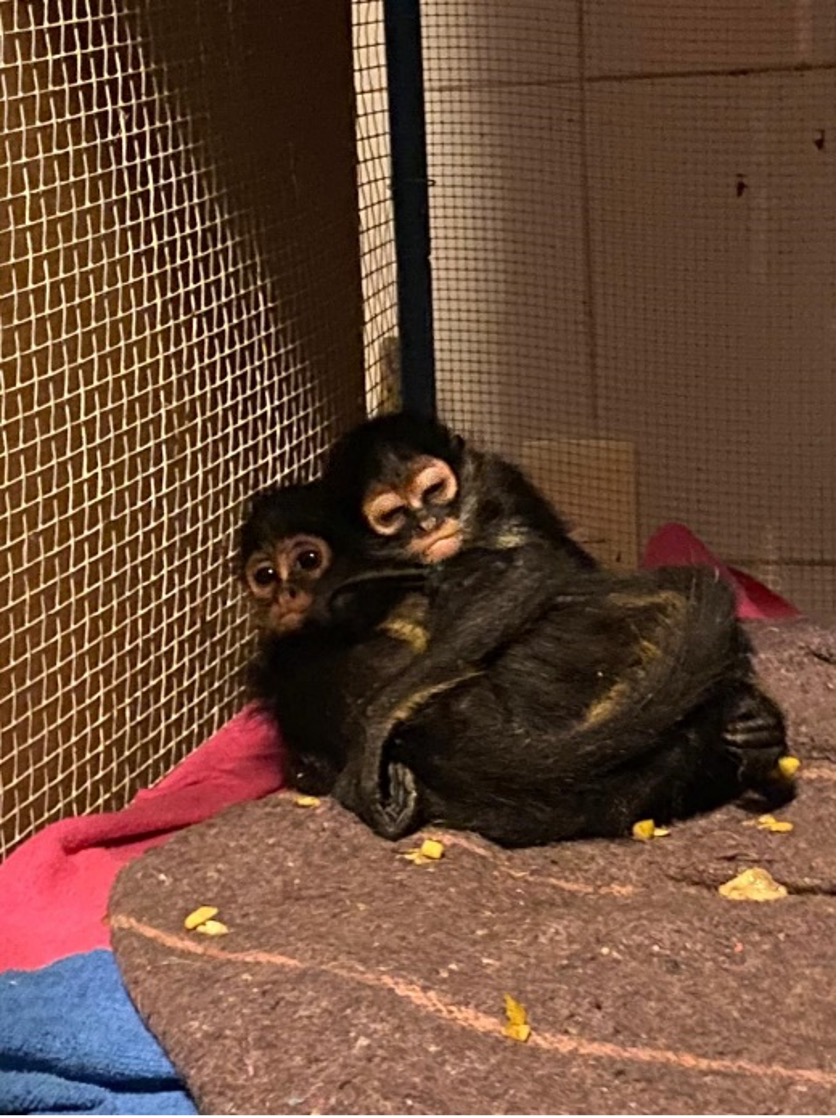 Realizan peritaje de 3 crías de mono araña - Prensa Animal