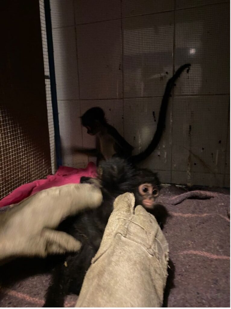 Realizan peritaje de 3 crías de mono araña - Prensa Animal
