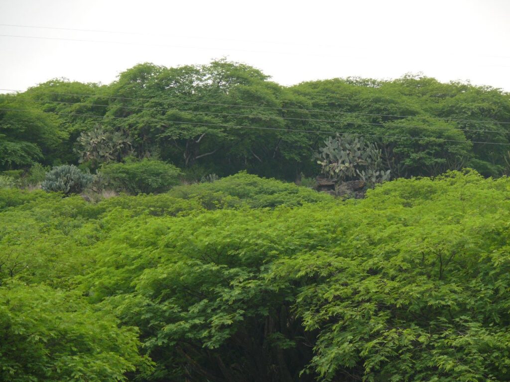 Declaran Peña Colorada como Área Natural Protegida - Prensa Animal