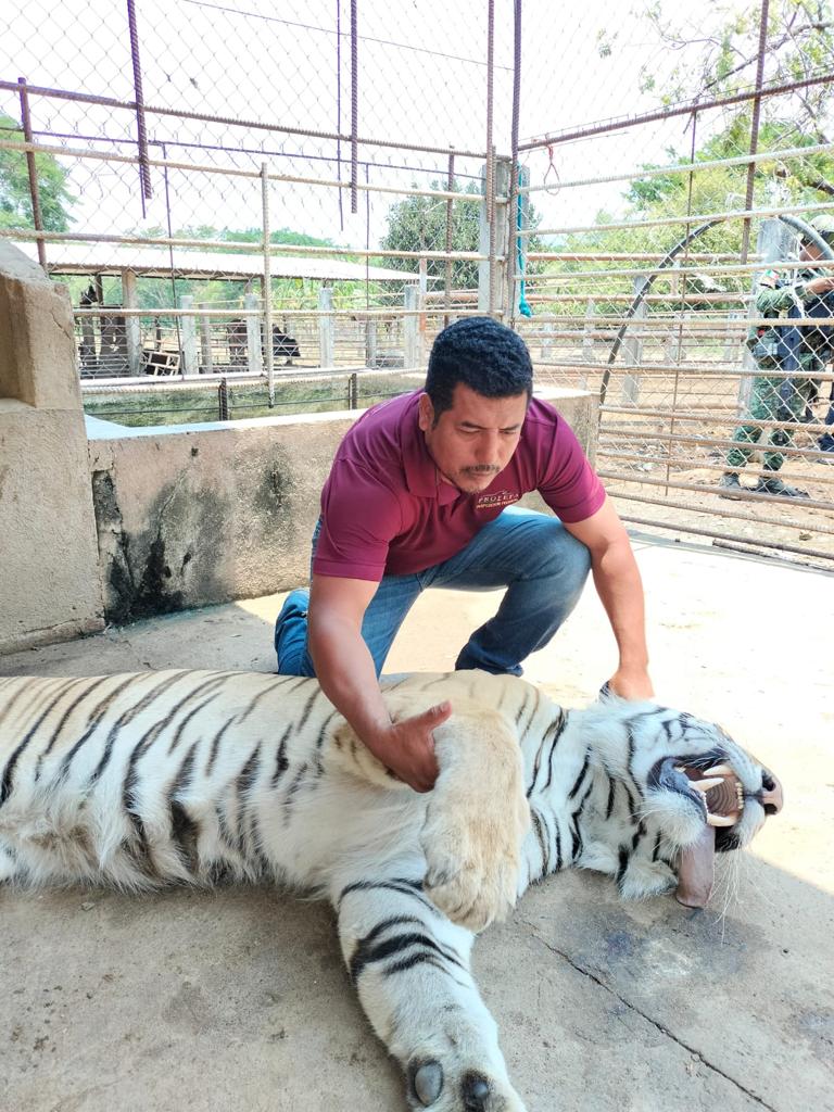 Aseguran dos tigres de bengala en operativo - Prensa Animal