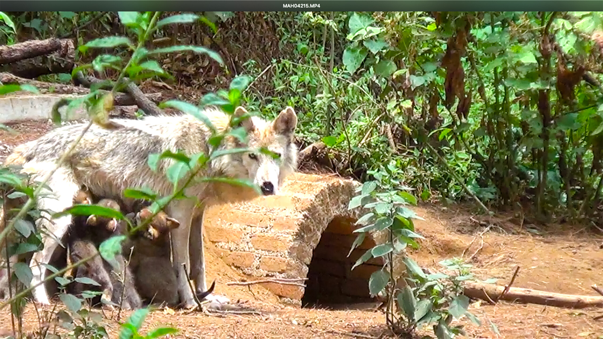 Nace camada de lobo gris mexicano en Edomex - Prensa Animal