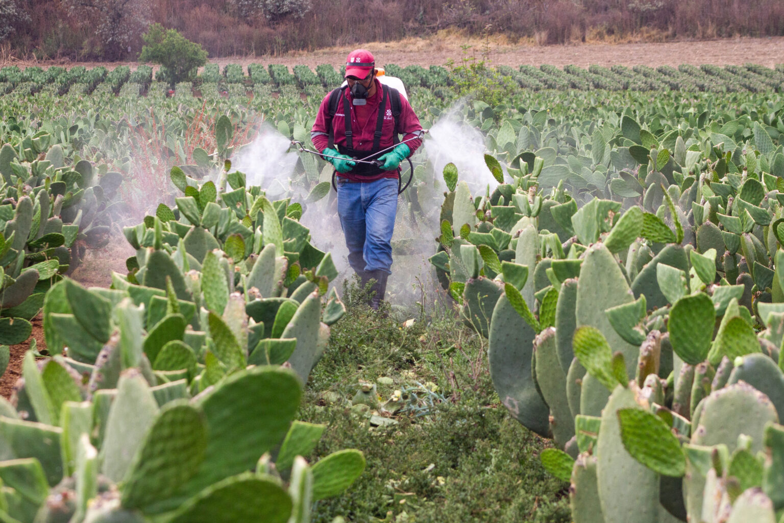 Controla Sedema plagas en nopal con drones - Prensa Animal