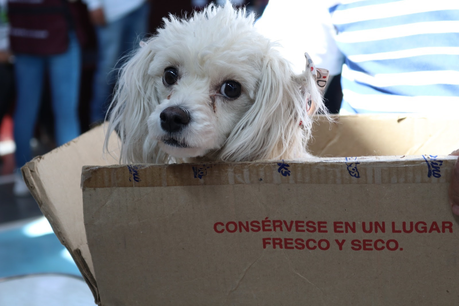 Trabajan por tutela responsable de animales de compañía - Prensa Animal