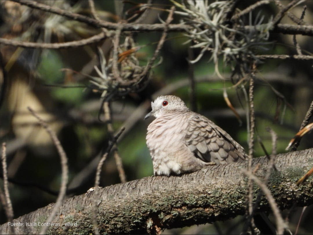 Registran capitalinos 131 especies de aves - Prensa Animal