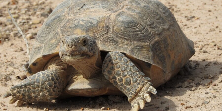 La tuza es Patrimonio Biocultural de Pachuca - Prensa Animal
