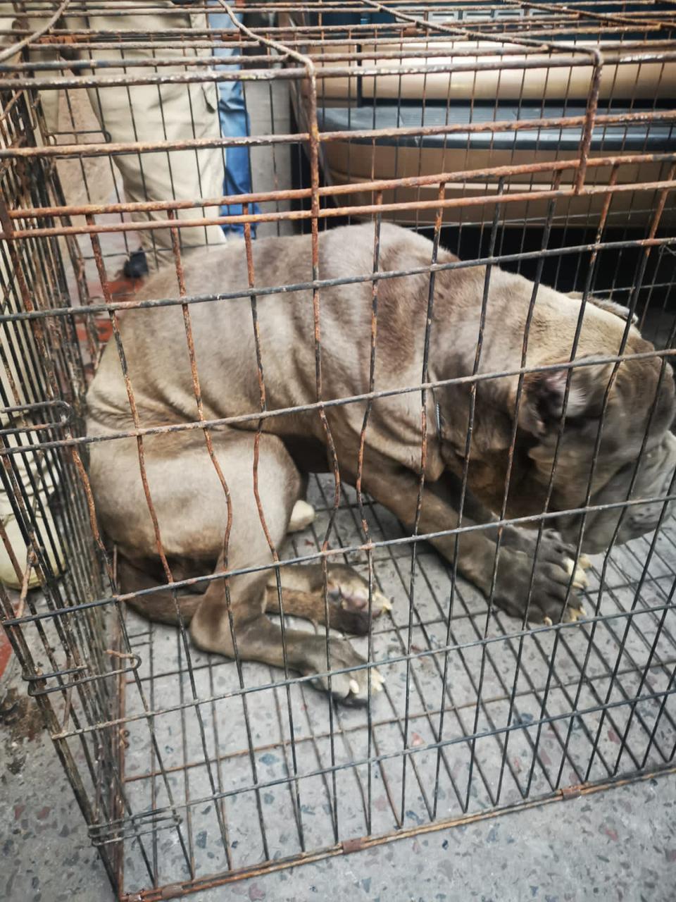 Aseguran 25 perros de un criadero: 15 cachorros - Prensa Animal