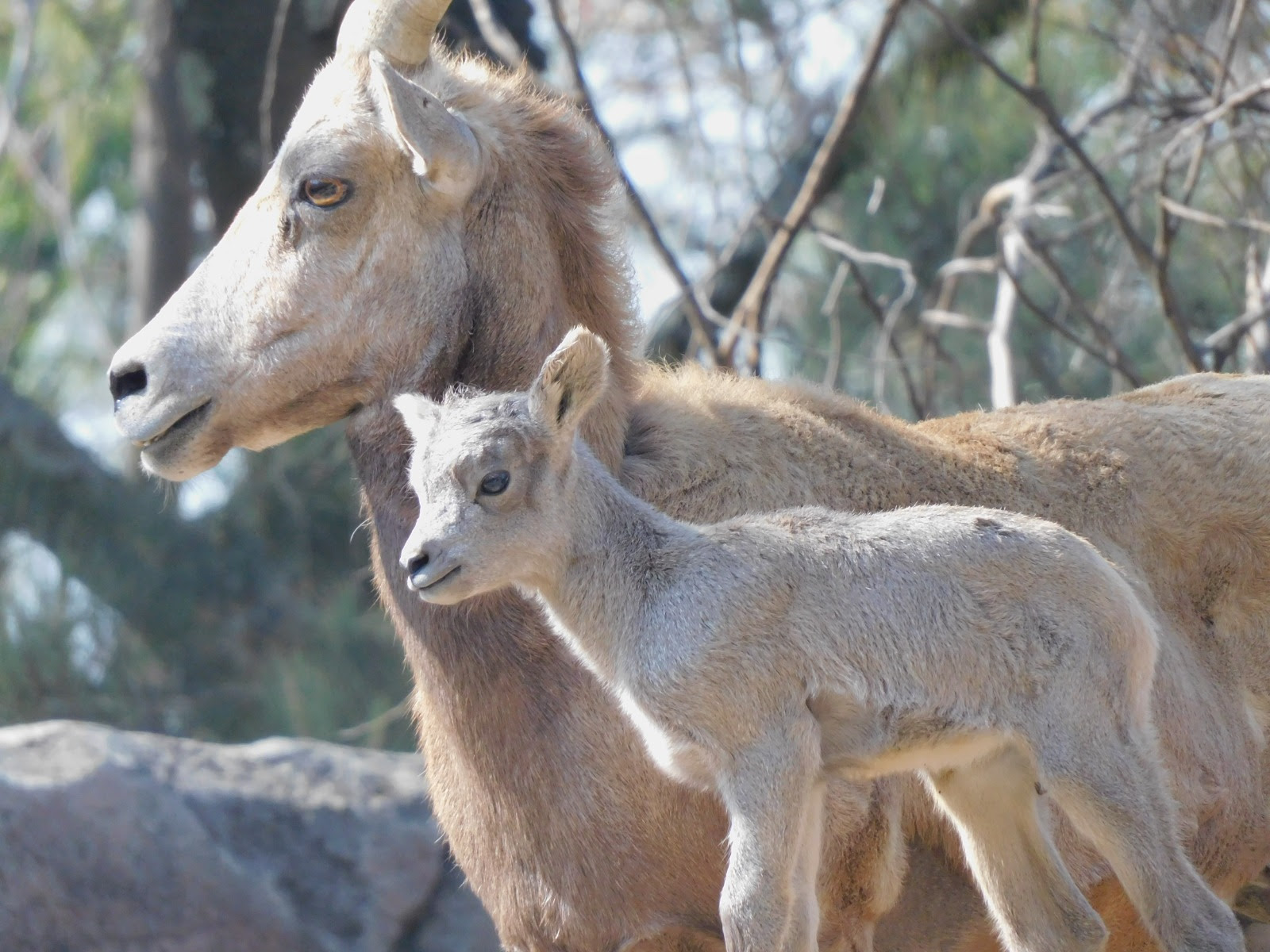 Crece la familia de borrego cimarrón en Aragón - Prensa Animal