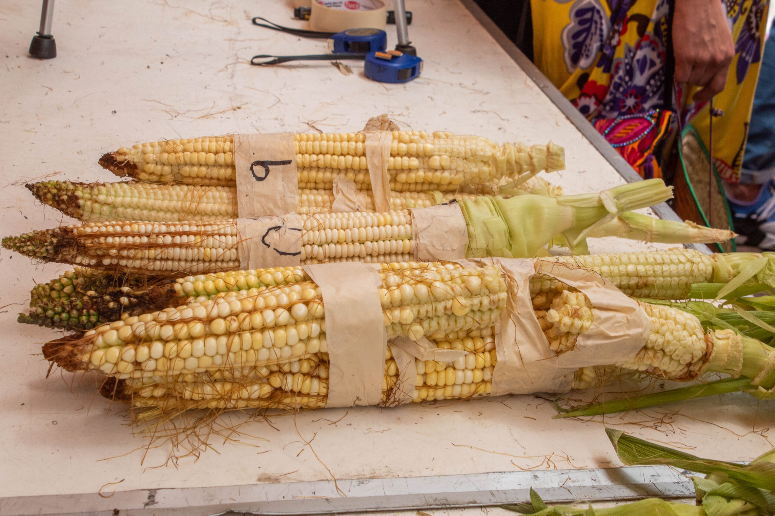 Premian a productores de elotes más grandes del mundo - Prensa Animal