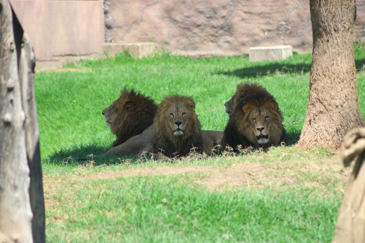 Celebran Día Mundial del León en Zoológicos - Prensa Animal