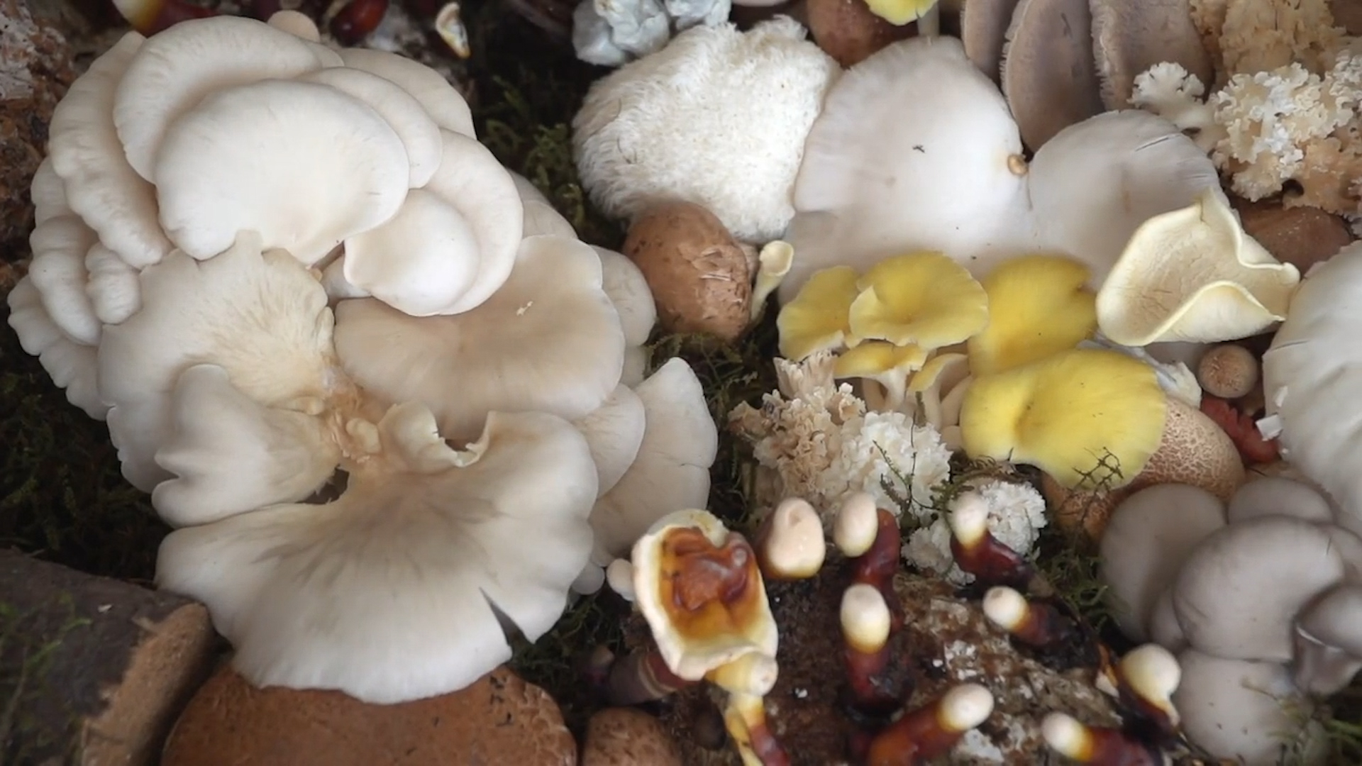 Tecnología para aumentar producción de hongos - Prensa Animal