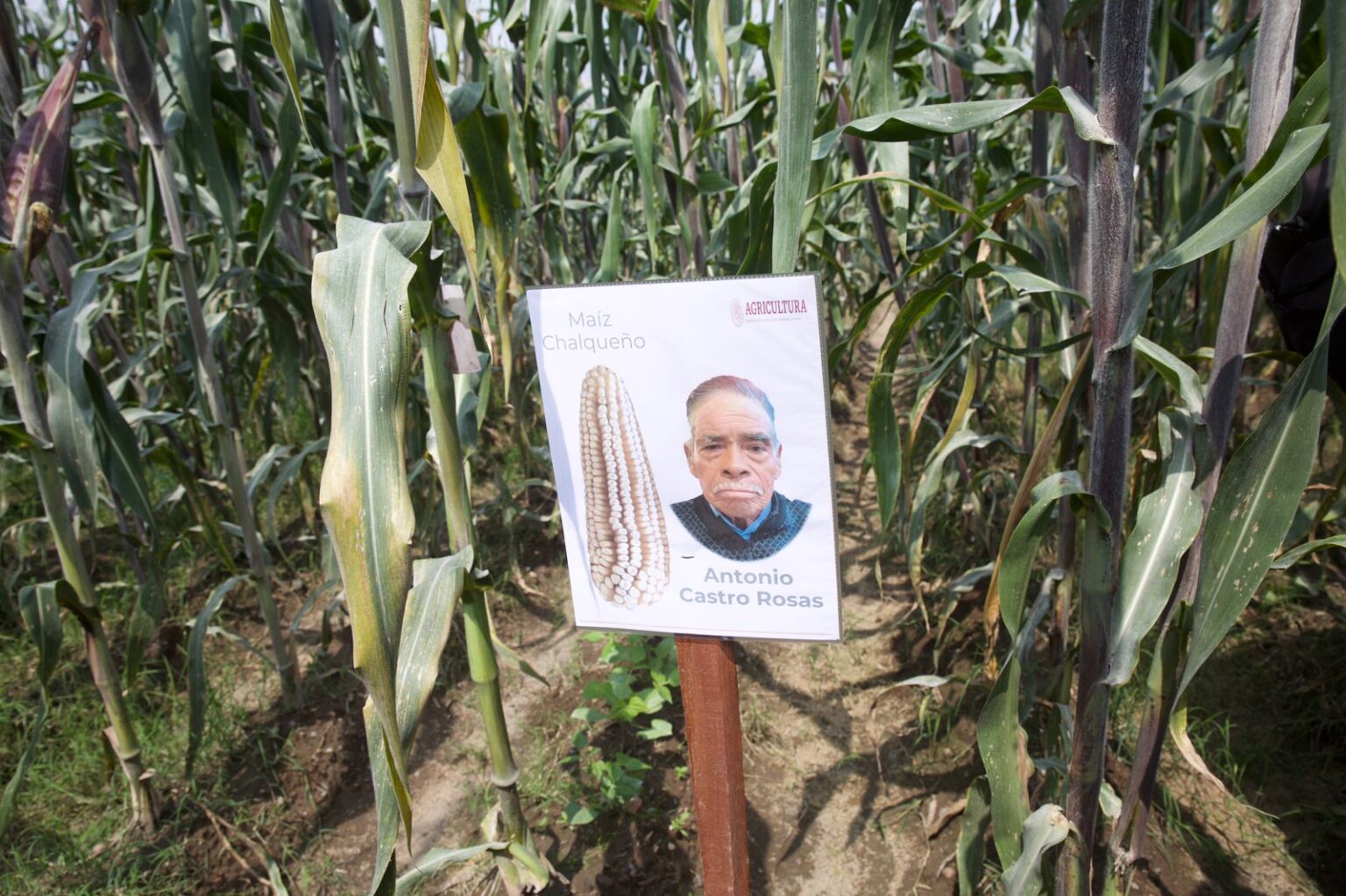 Trabajan comunidades en cultivo de maíz nativo - Prensa Animal