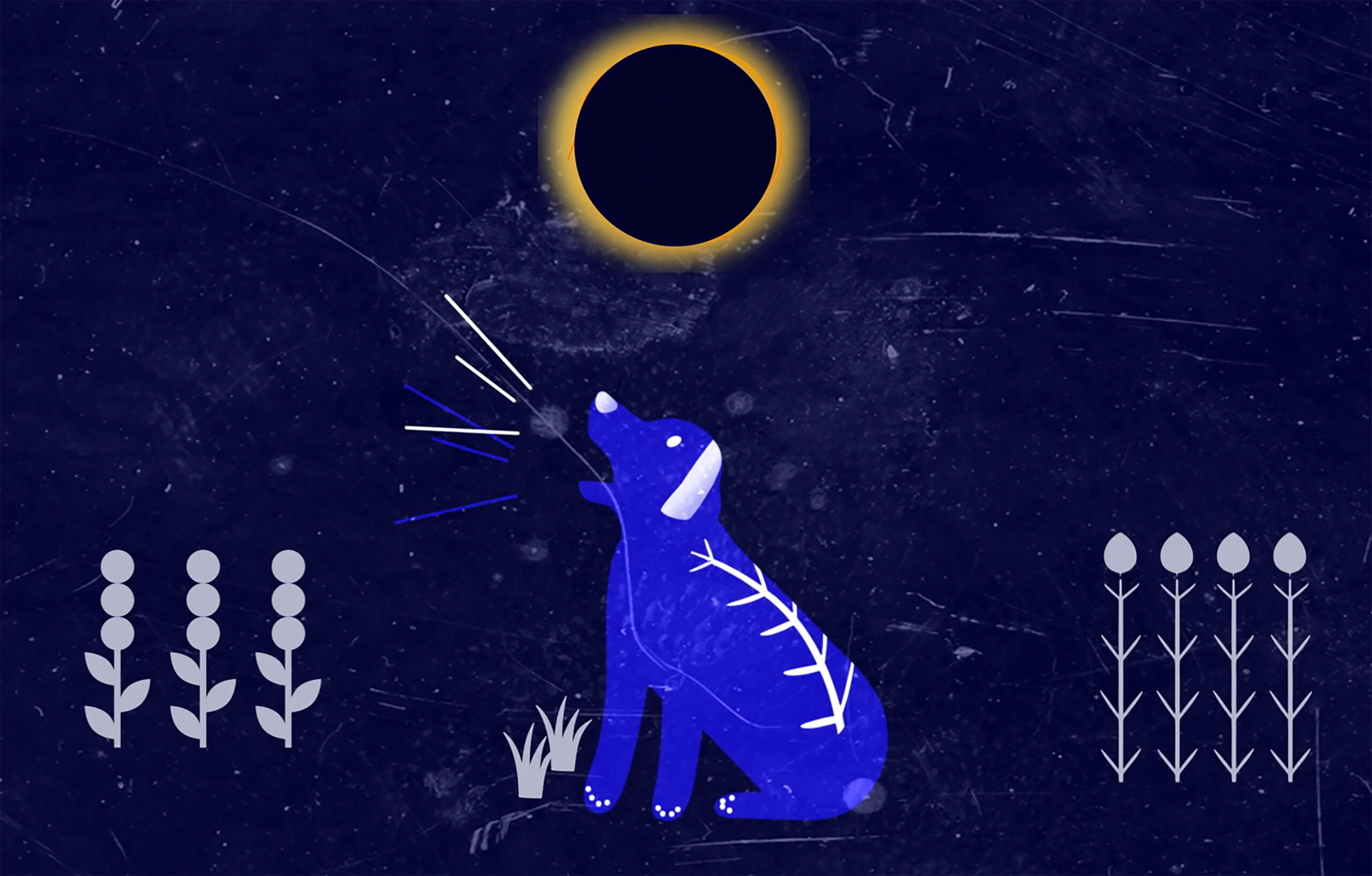 En eclipse de Sol: comportamiento de animales cambia - Prensa Animal