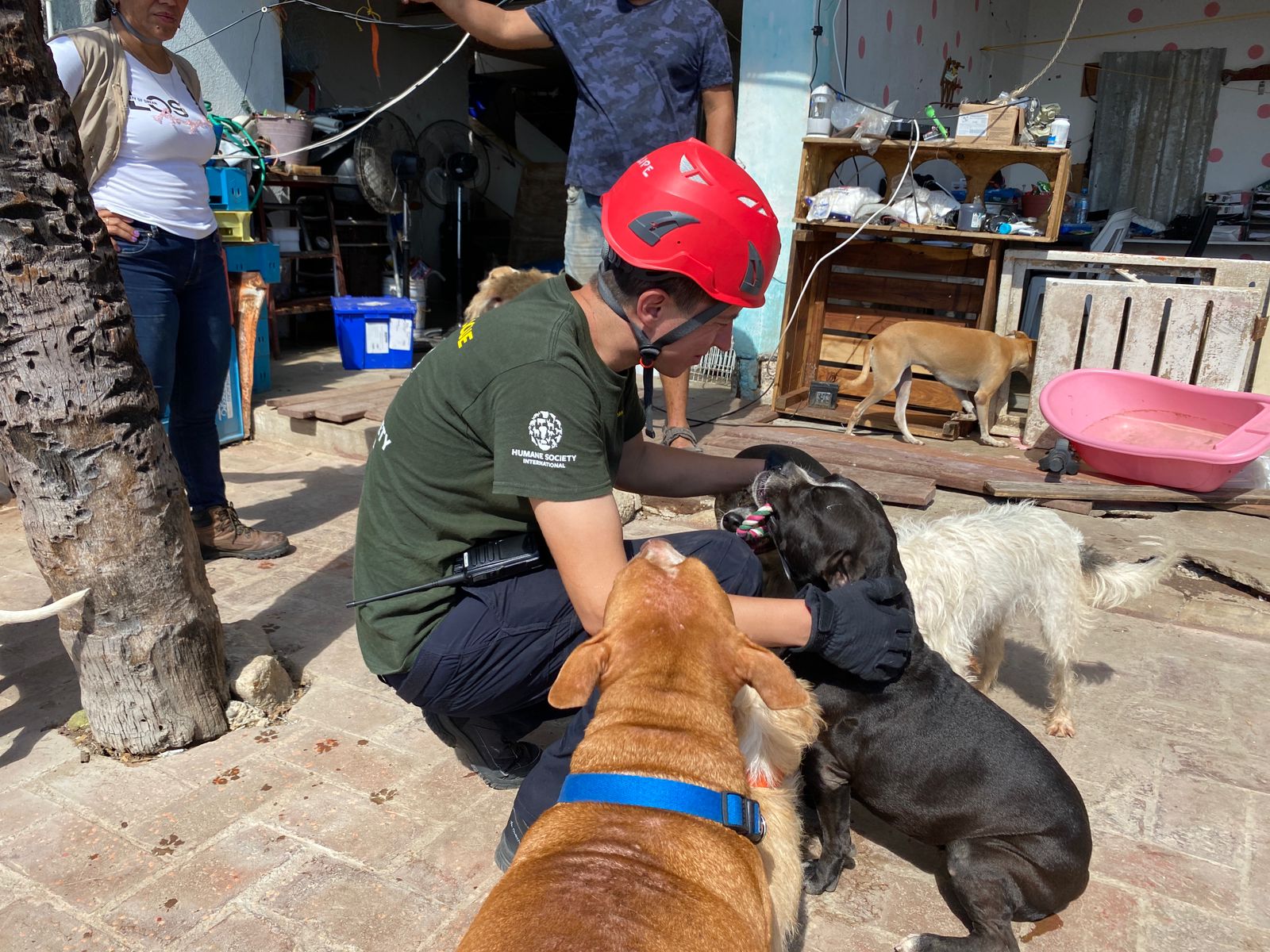 Ayudan a los perros y gatos afectados por Huracán Otis - Prensa Animal