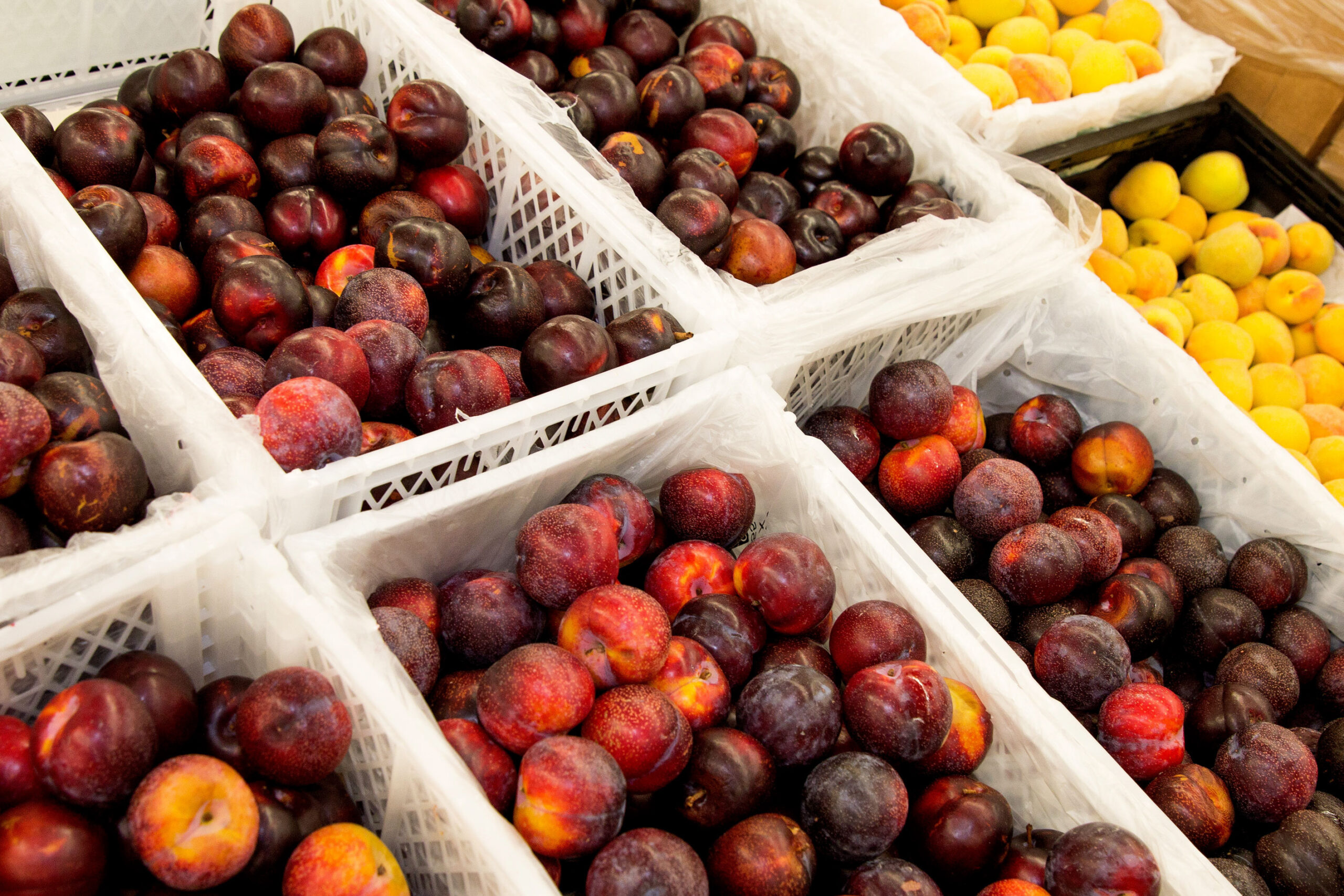 Garantizan abasto de frutas para preparar el ponche - Prensa Animal