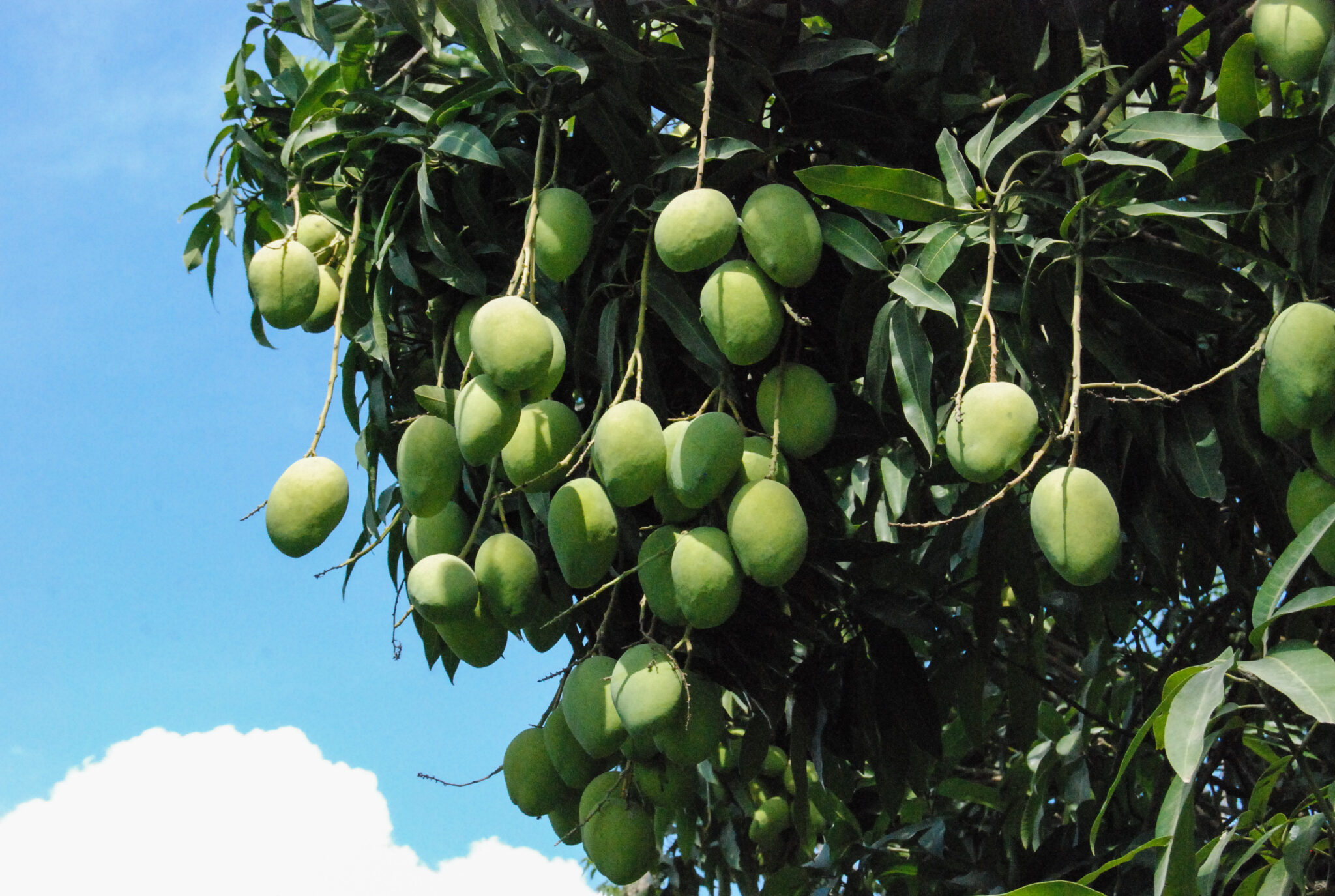 Productores baten récord de producción anual de mango - Prensa Animal