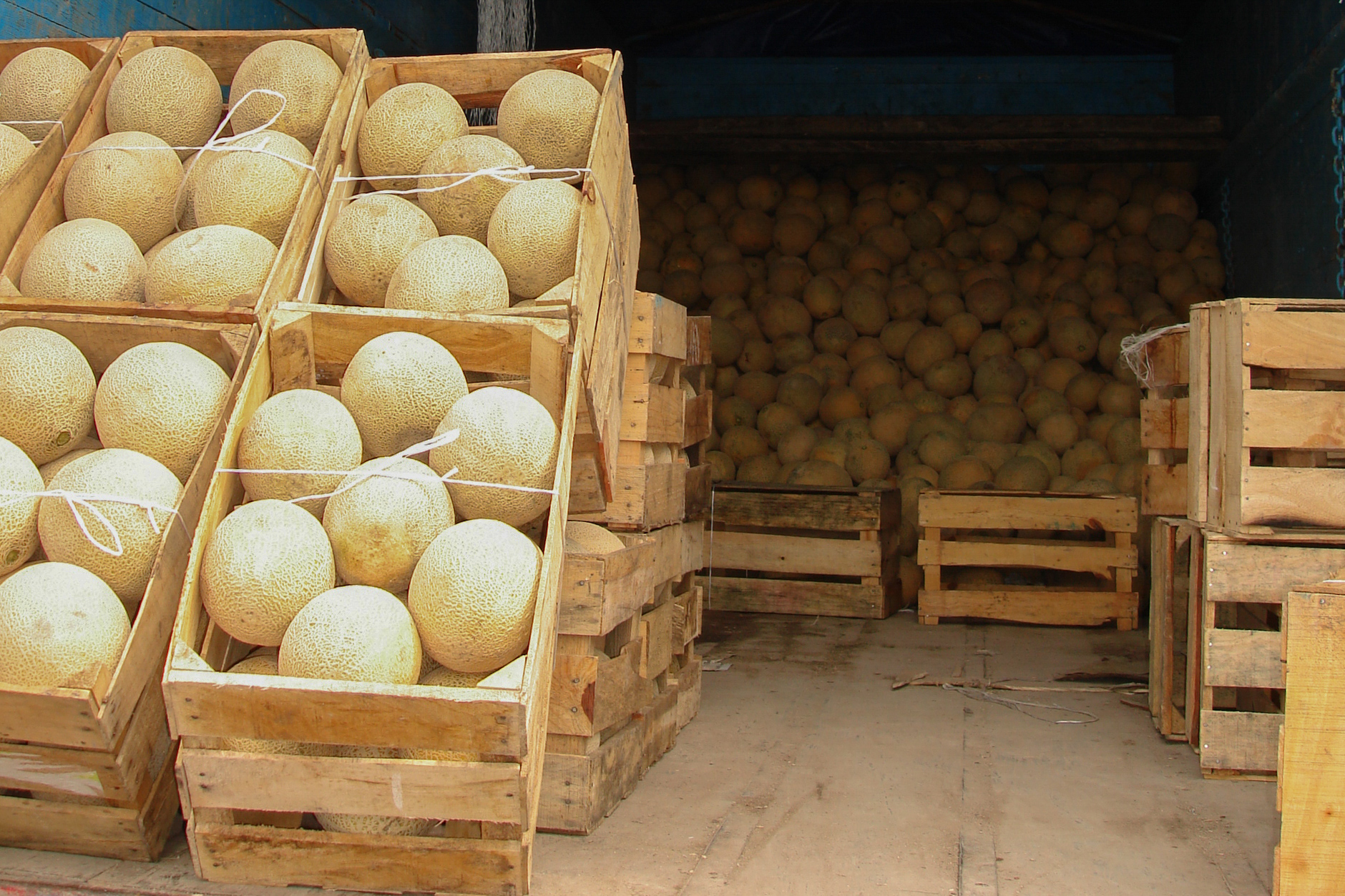 Melón mexicano: un fruto con creciente demanda - Prensa Animal