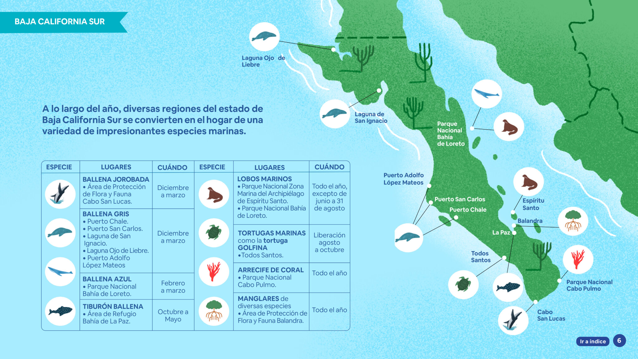 Conoce las siete especies marinas de Baja California Sur - Prensa Animal