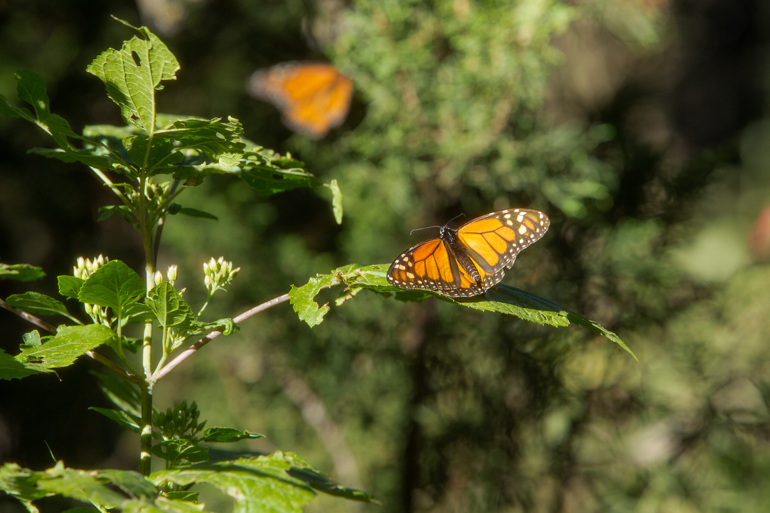 Van por protección de entornos de mariposa monarca - Prensa Animal