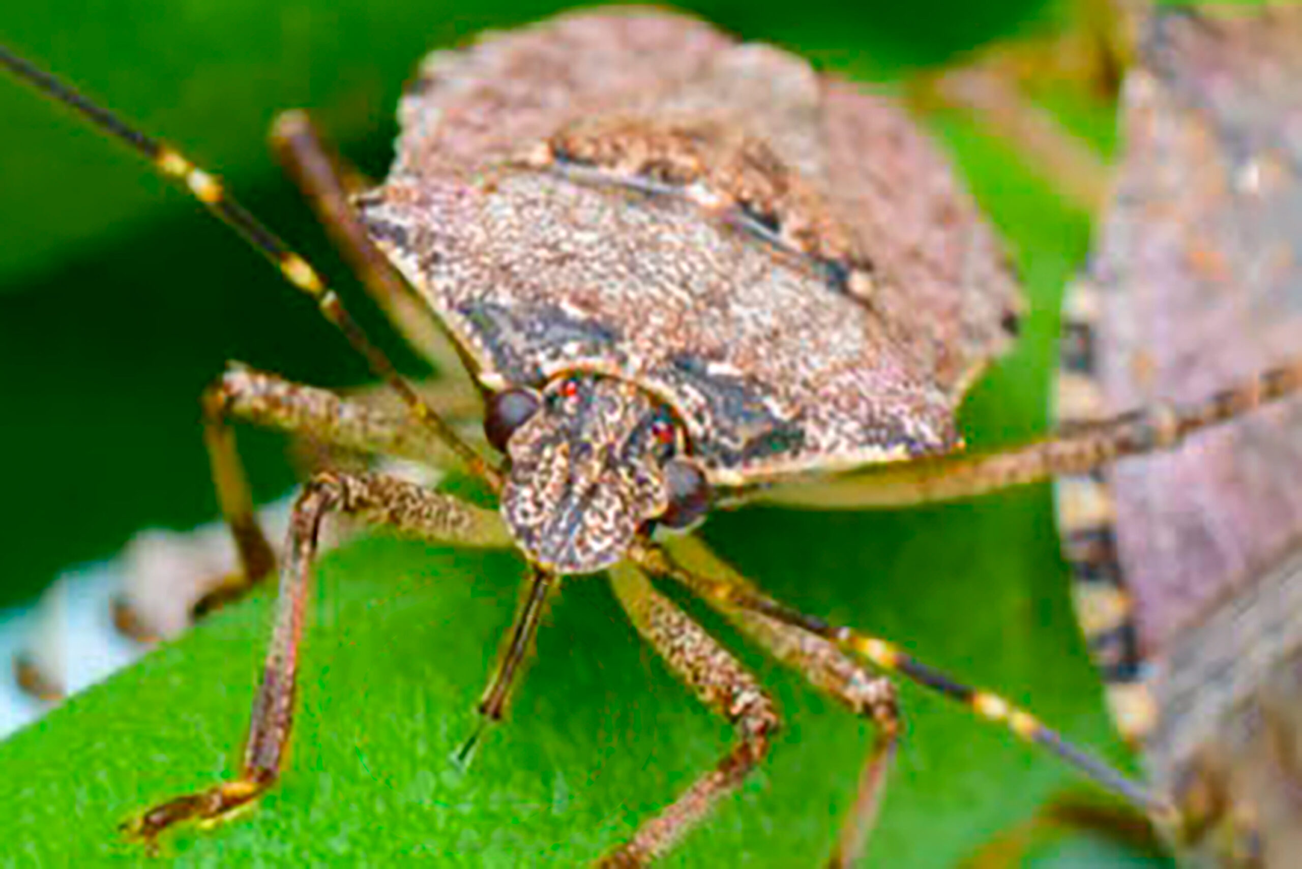 Impiden ingreso de plaga chinche marrón marmoleada - Prensa Animal