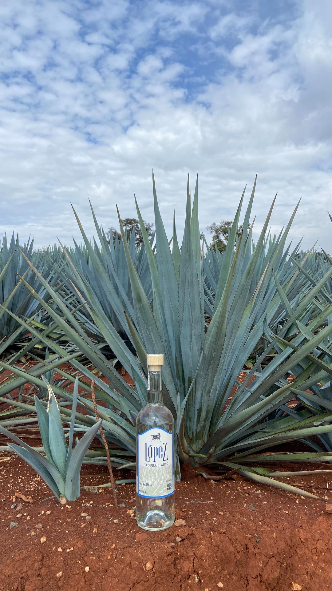 Celebraron el Día Nacional del Tequila - Prensa Animal